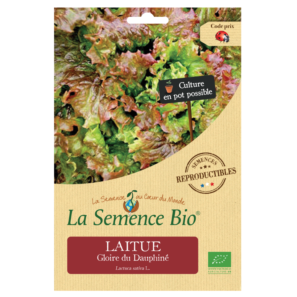 Graines Bio Laitue Batavia Rouge Gloire du Dauphiné